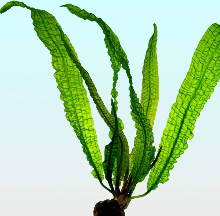 Aquarium Plants – Page 2 – KJE Aquatics