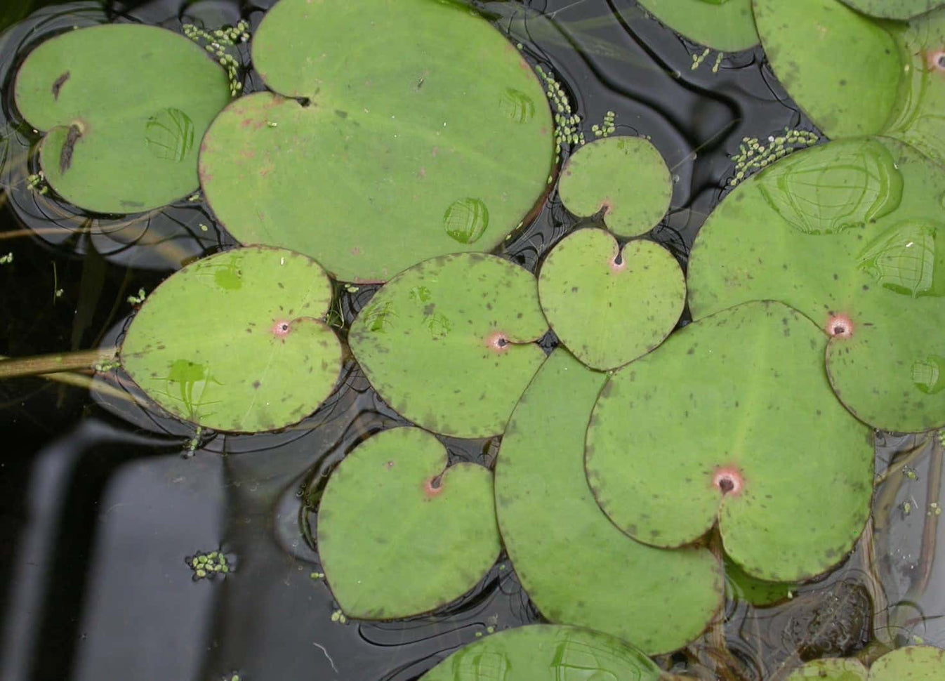 American Spongeplant (Limnobium spongia) – KJE Aquatics