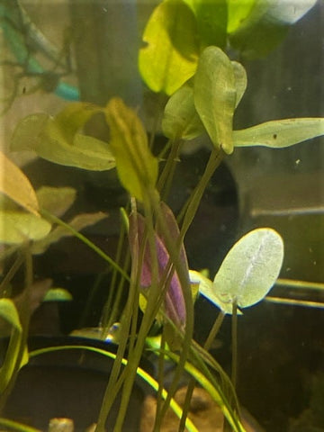 Aquarium Plants – Page 2 – KJE Aquatics