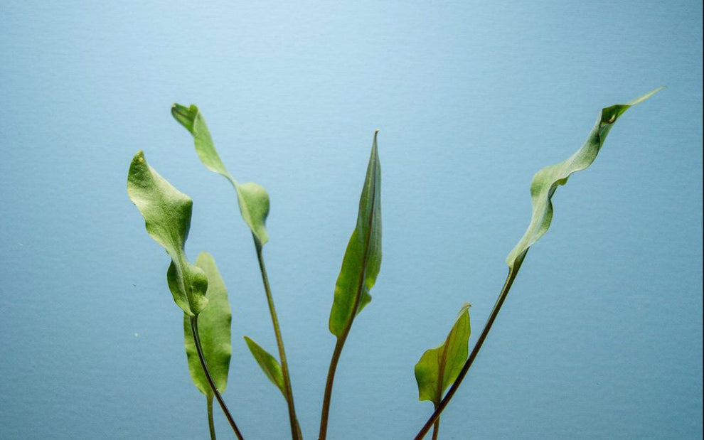 Cryptocoryne Lutea Potted – KJE Aquatics