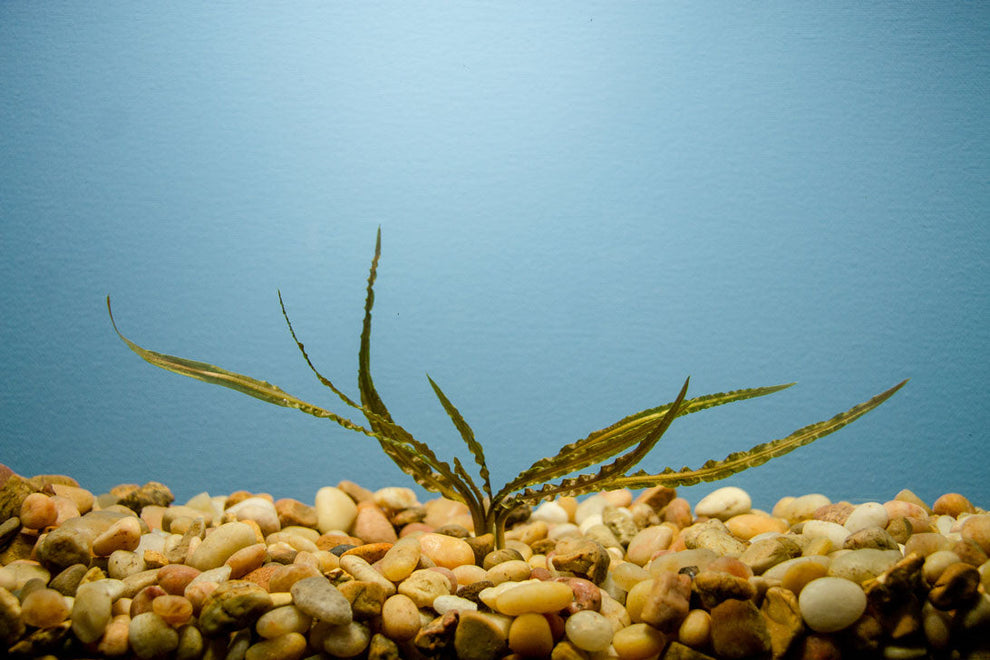Cryptocoryne Retrospiralis bare root – KJE Aquatics