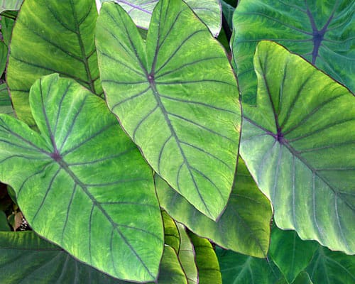 Taro Blue Hawaii potted – KJE Aquatics
