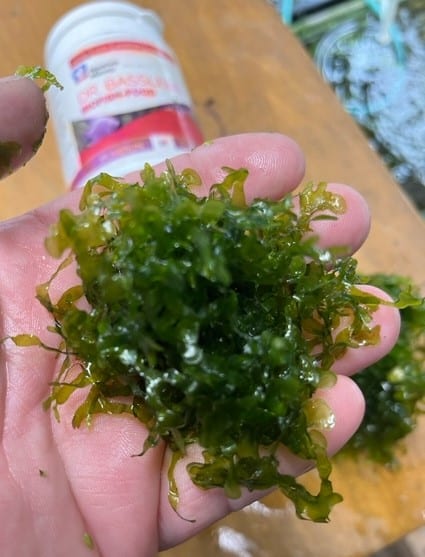 Süsswassertang / Subwassertang portion – KJE Aquatics
